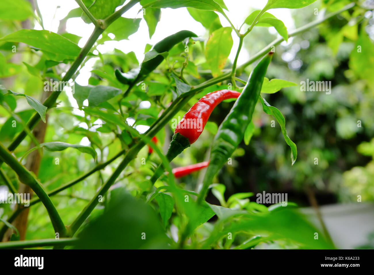 Chili in garden organic, Red, very hot and spicy chilli peppers on an ...