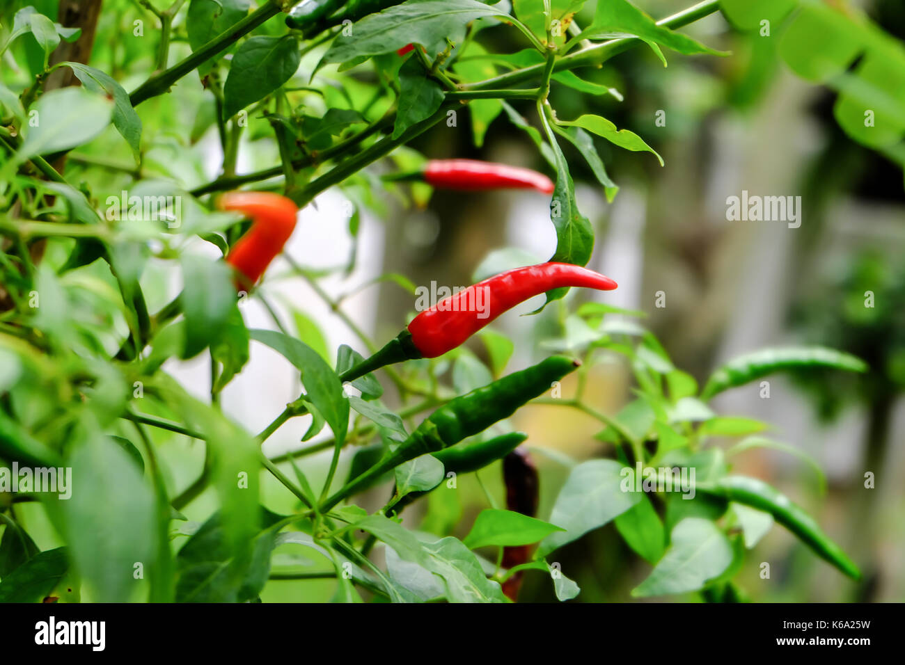 Chili in garden organic, Red, very hot and spicy chilli peppers on an ...