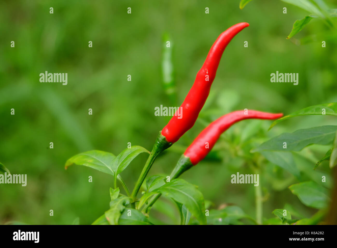 Chili in garden organic, Red, very hot and spicy chilli peppers on an ...