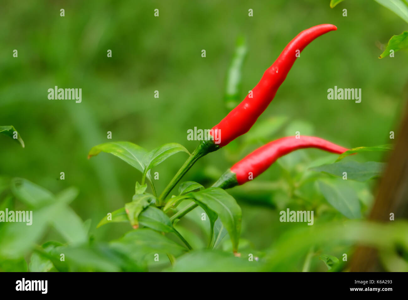 Chili in garden organic, Red, very hot and spicy chilli peppers on an ...