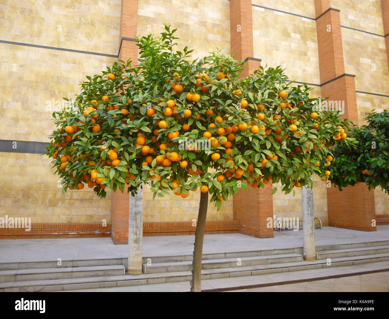 Orange oranges fruit lots hi-res stock photography and images - Alamy