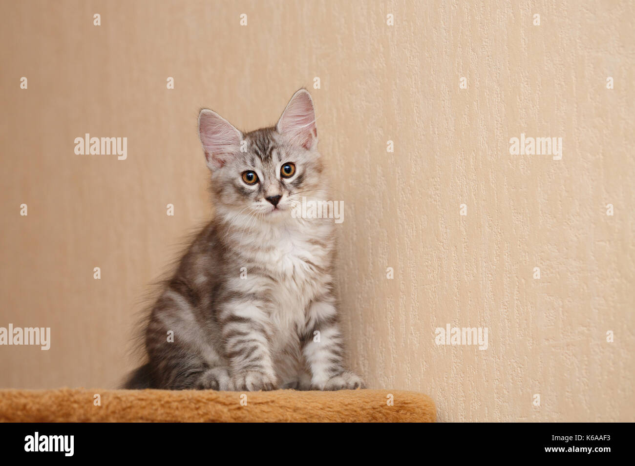 Cute little kitty Bobtail. Pets. Hypoallergenic cat breed. Portrait of ...
