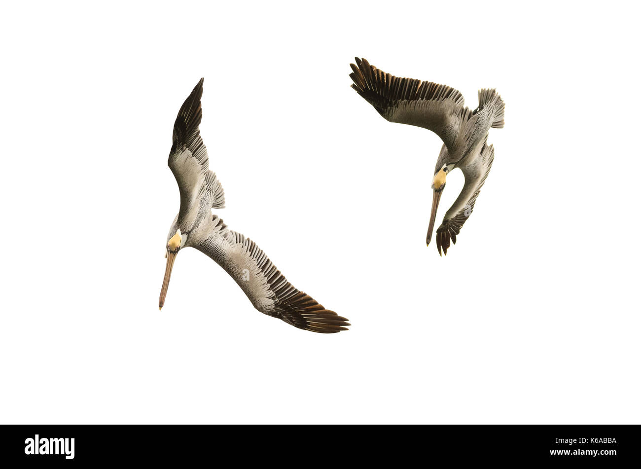 Feathered wildlife Cut Out Stock Images & Pictures - Alamy