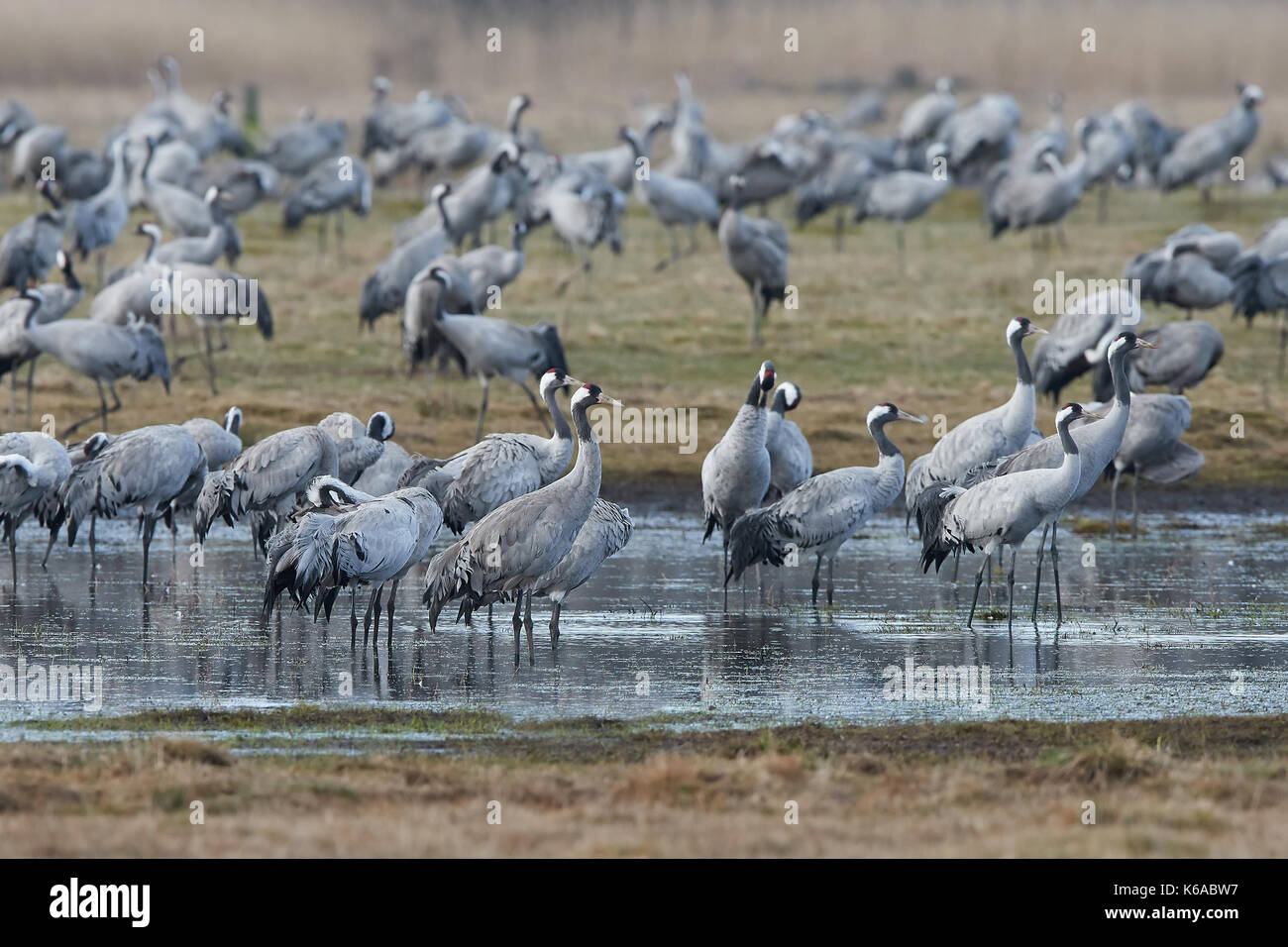 Common cranes resting in their natural habitat Stock Photo - Alamy