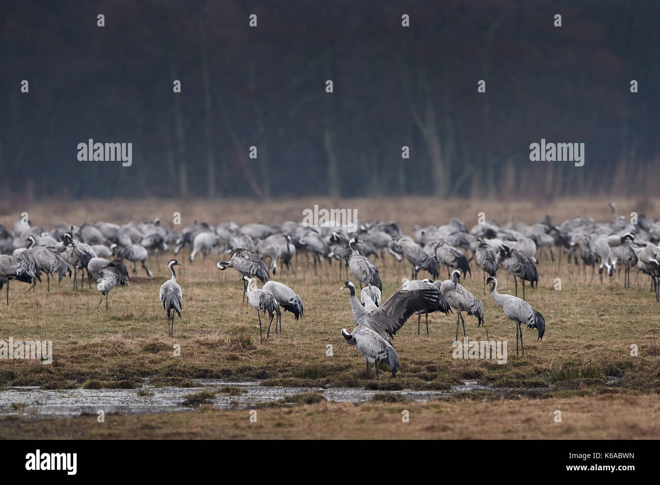Common cranes resting in their natural habitat Stock Photo - Alamy