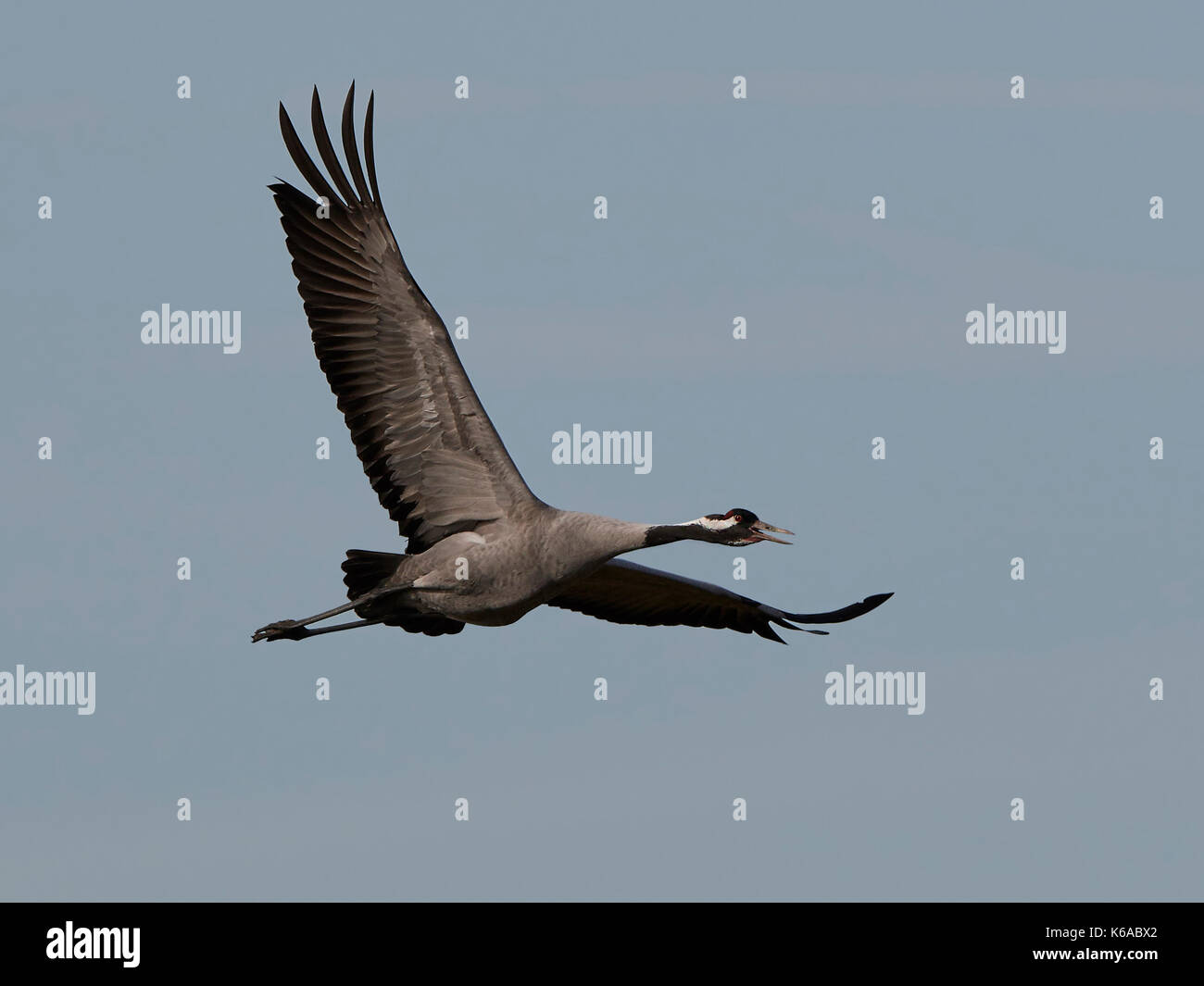 Common crane in flight with blue skies in the background Stock Photo ...