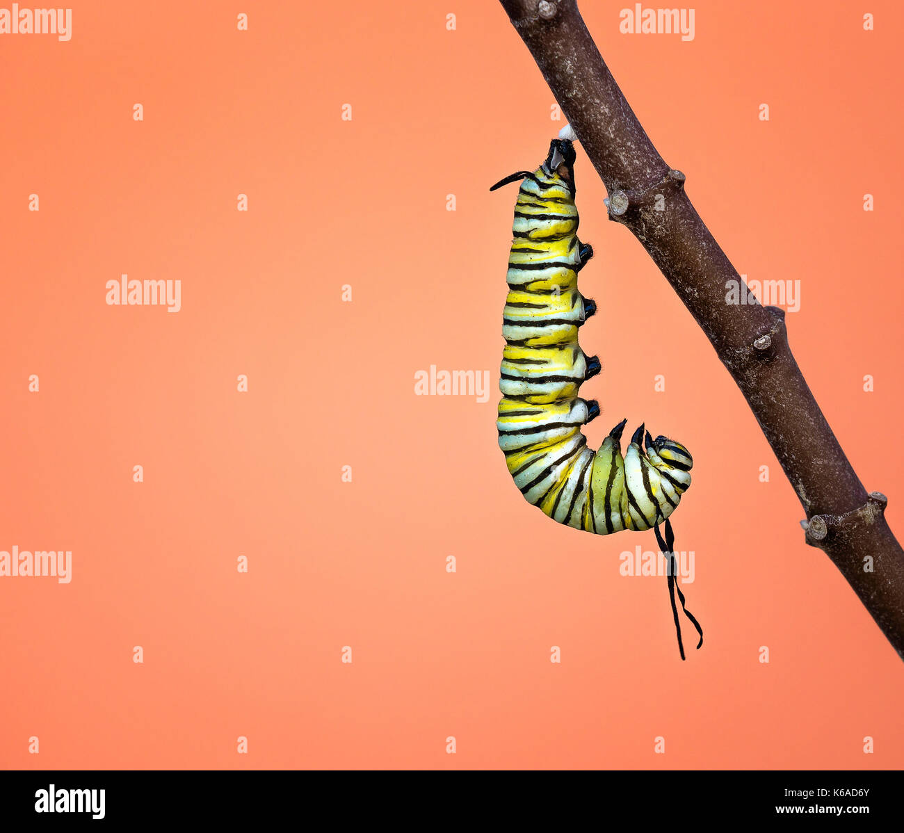 Monarch butterfly hanging upside down hi-res stock photography and ...