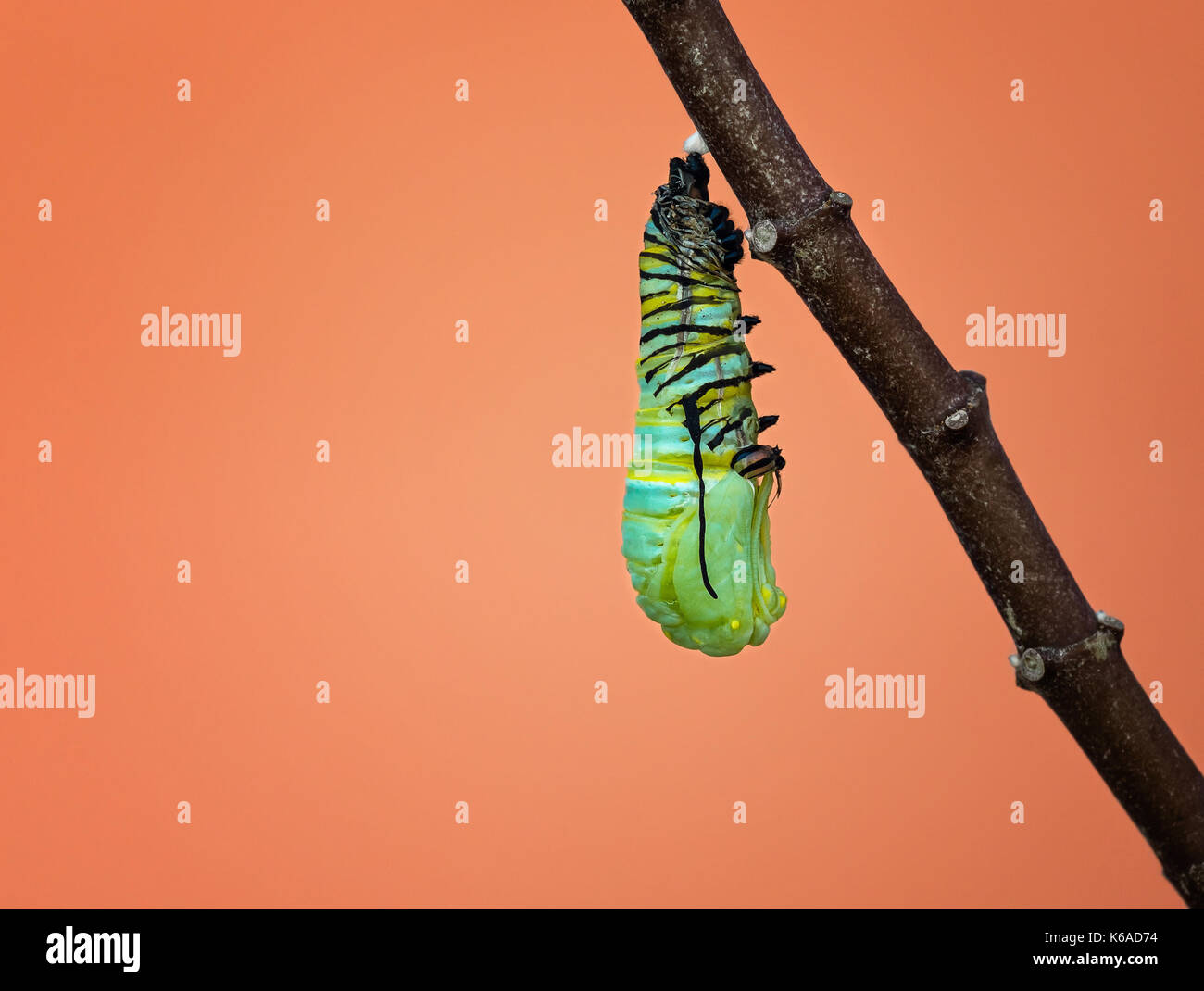 A Monarch caterpillar shedding its skin and pupating as it starts to ...
