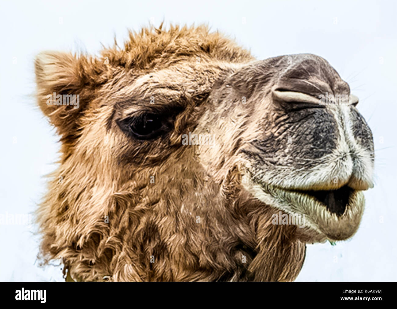Camel rides at Canberra's Arboretum during school holidays Stock Photo ...