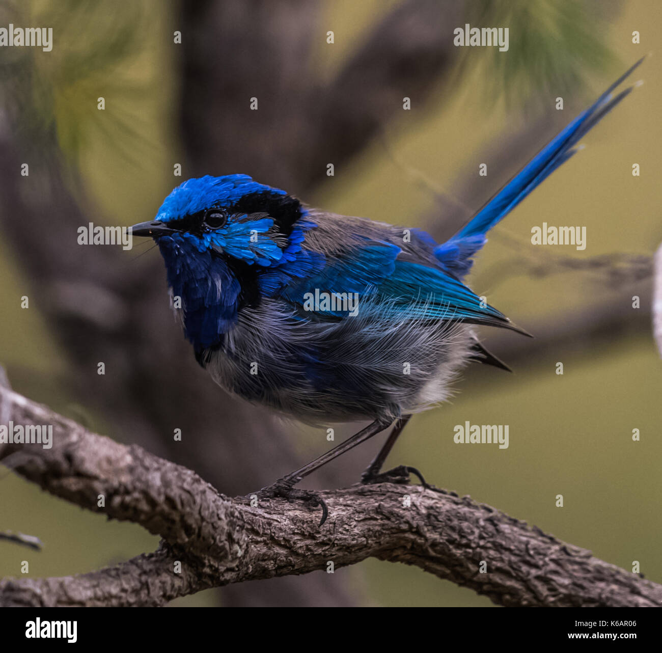 Australian Avian High Resolution Stock Photography and Images - Alamy