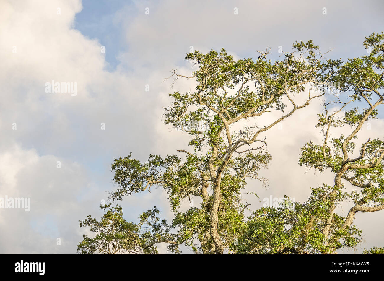 Green leaves and tree branches hi-res stock photography and images - Alamy
