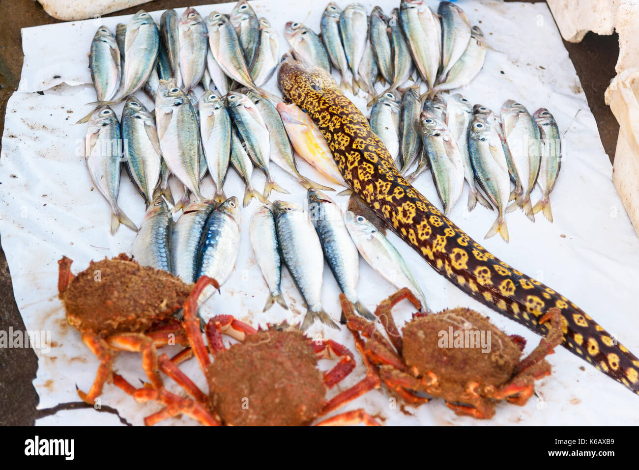Fresh fish and seafood on the market in port. Essaouira, Morocco Stock ...