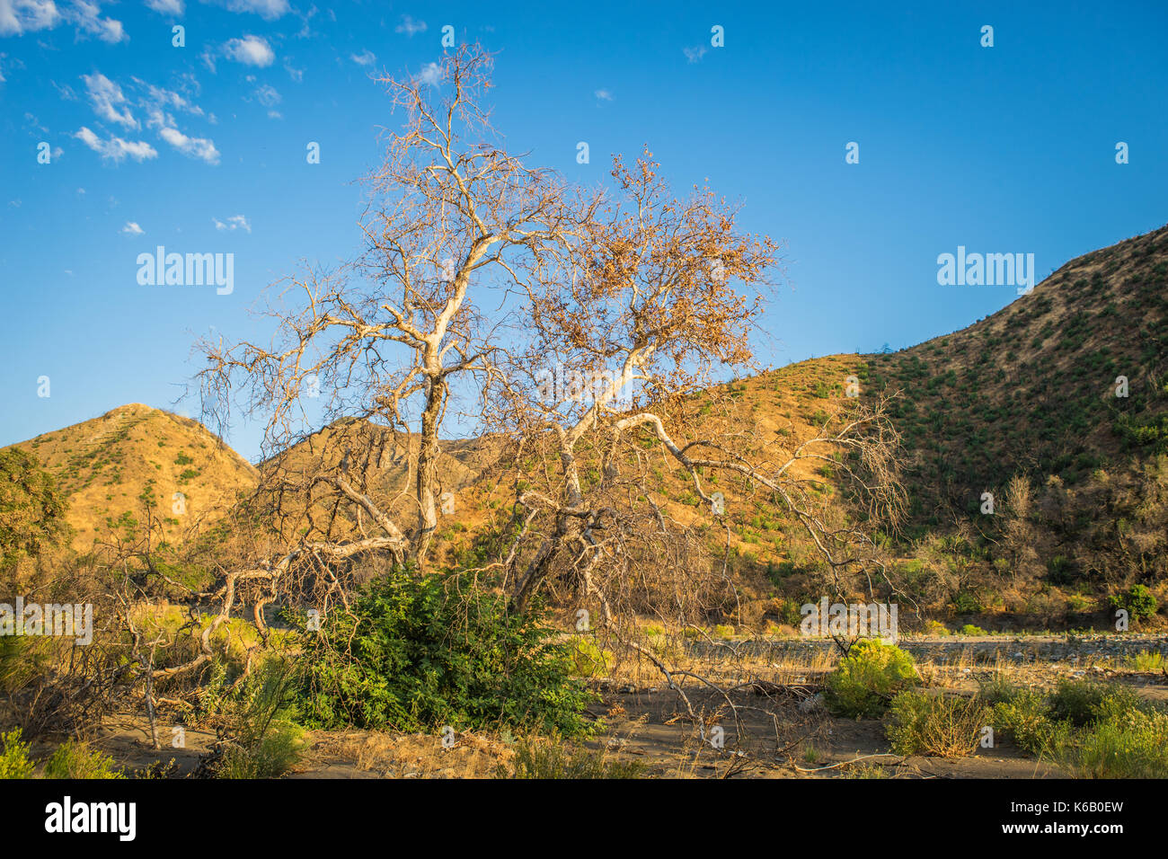 Single tree grows in the center of a dry wash in a California valley ...