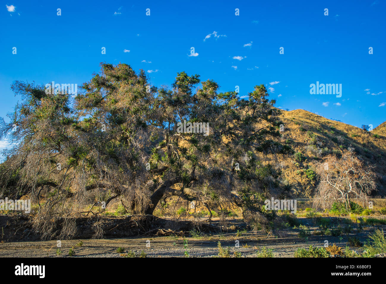 Wide spreading oak tree sits on the dry riverbed in a California canyon ...