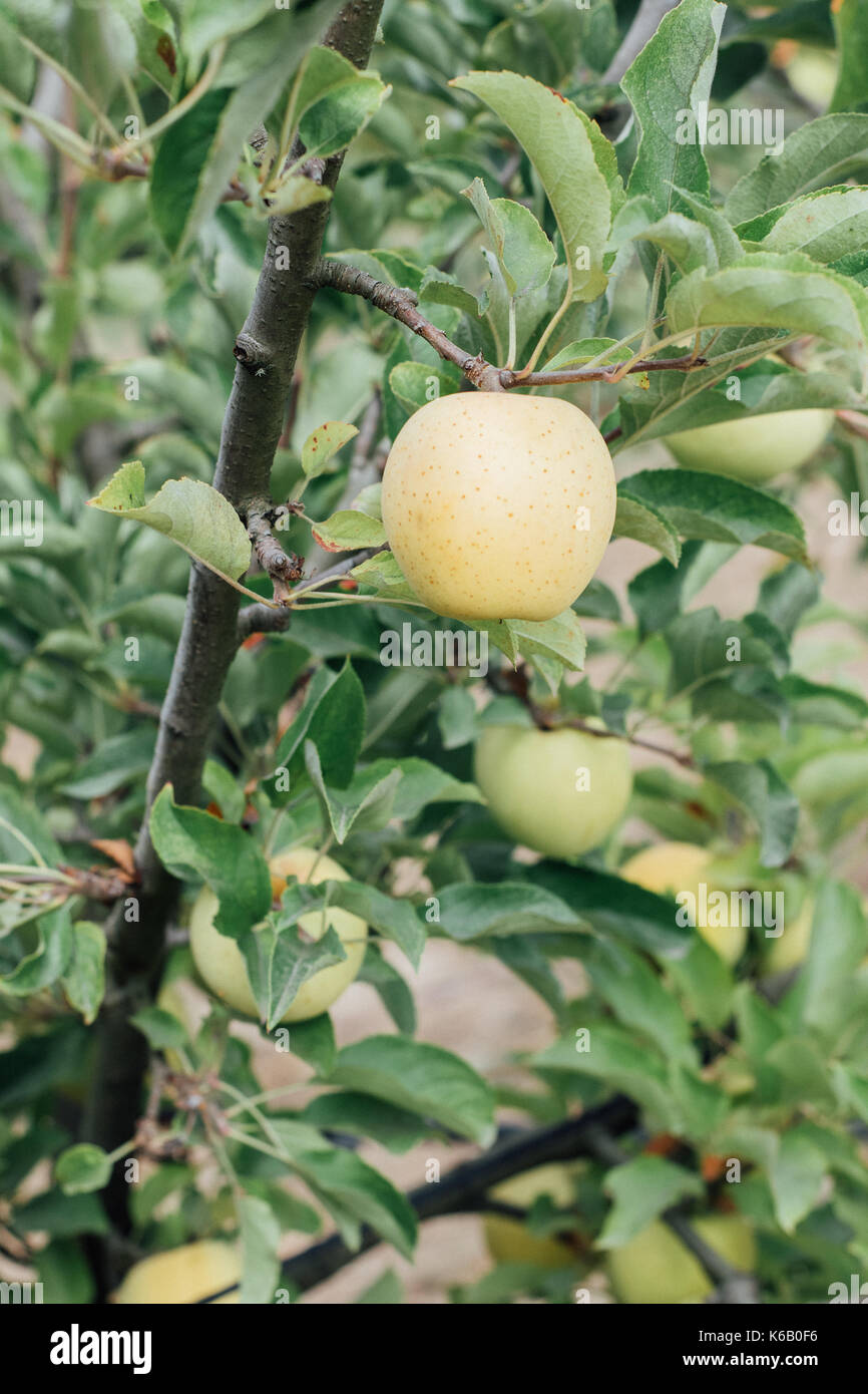 Golden apples ready for picking from the tree in an orchard in the ...