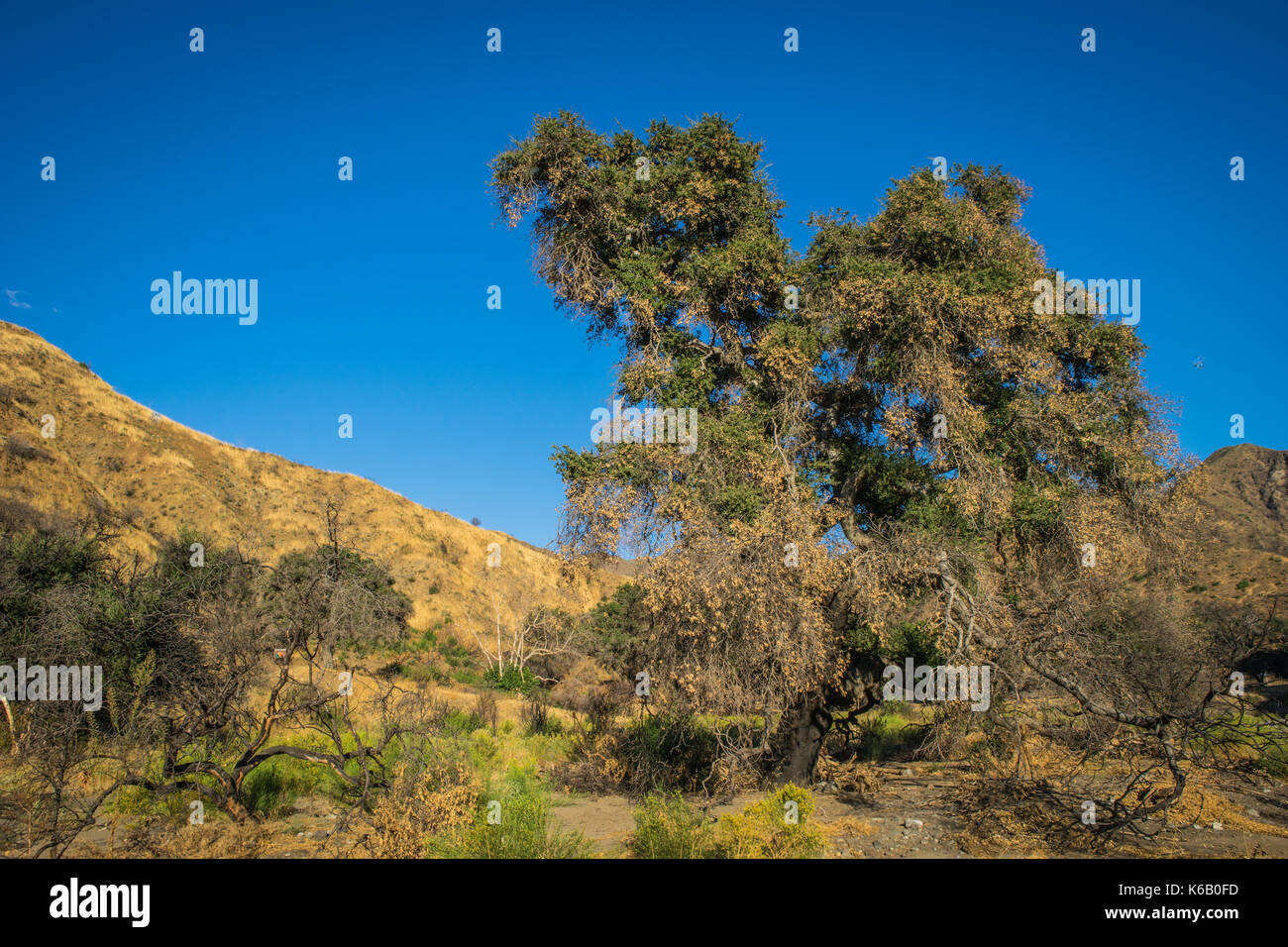 Trees and brush grow along the bottom of a canyon in southern ...