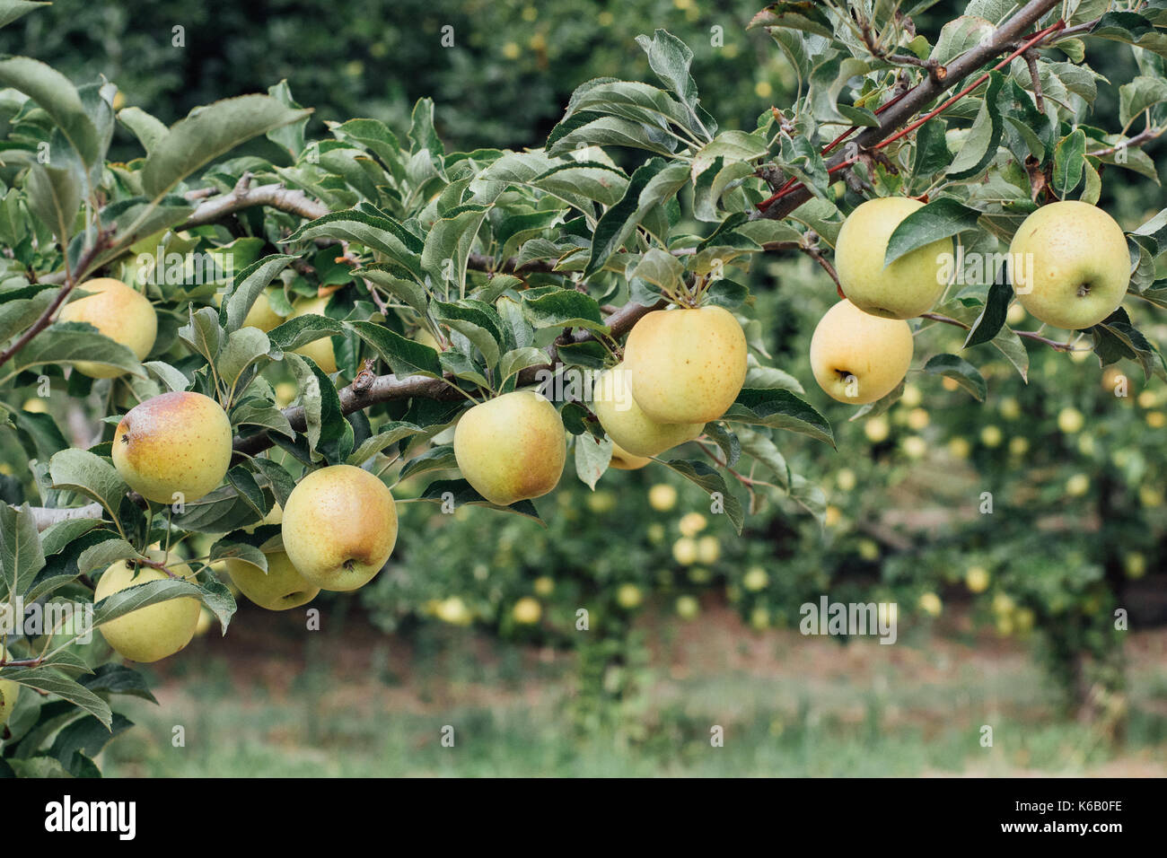Golden apples ready for picking from the tree in an orchard in the ...