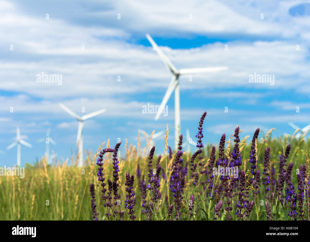 Wind turbines with purple flowers in focus Stock Photo - Alamy