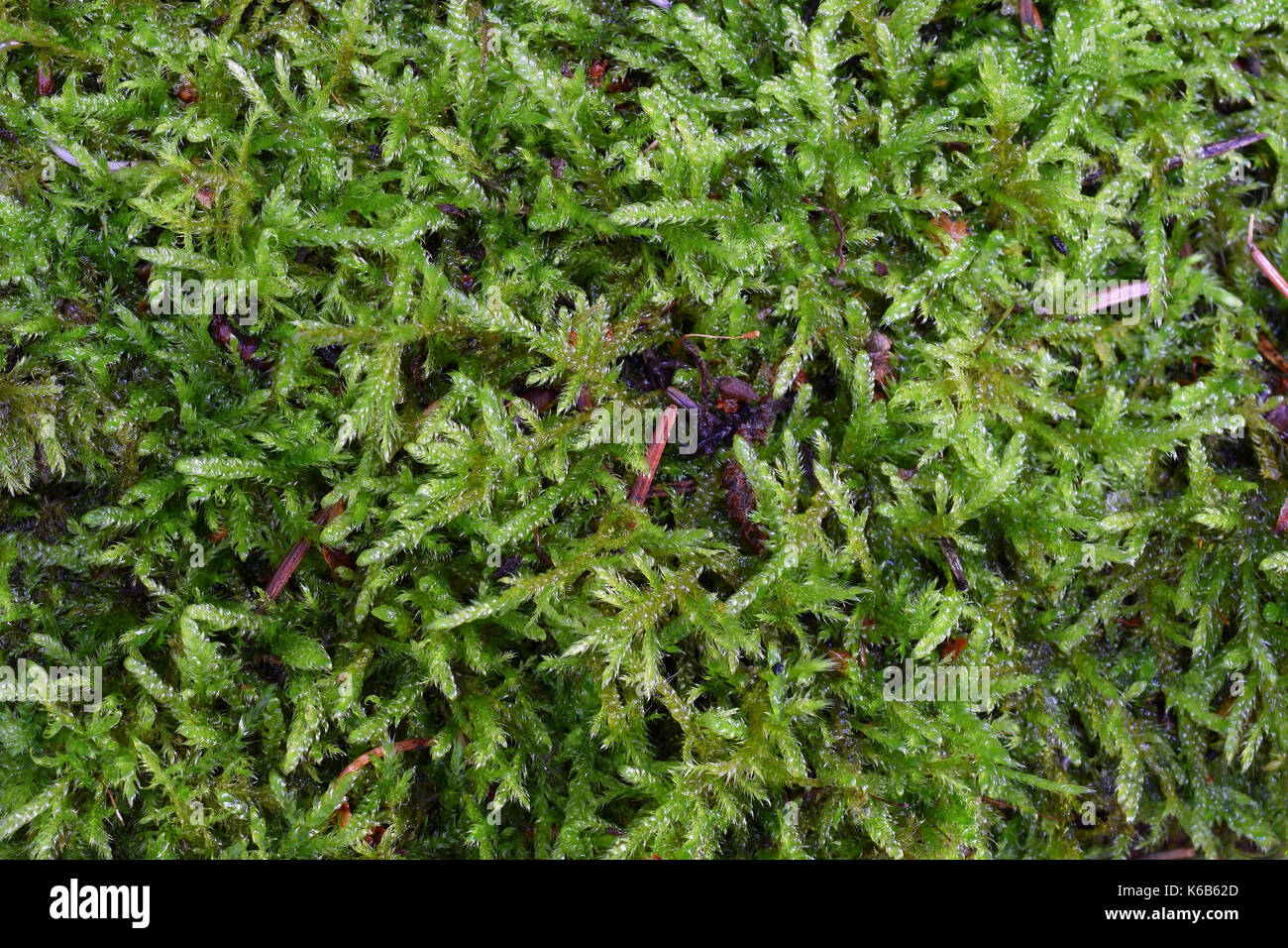Moss texture hi-res stock photography and images - Alamy