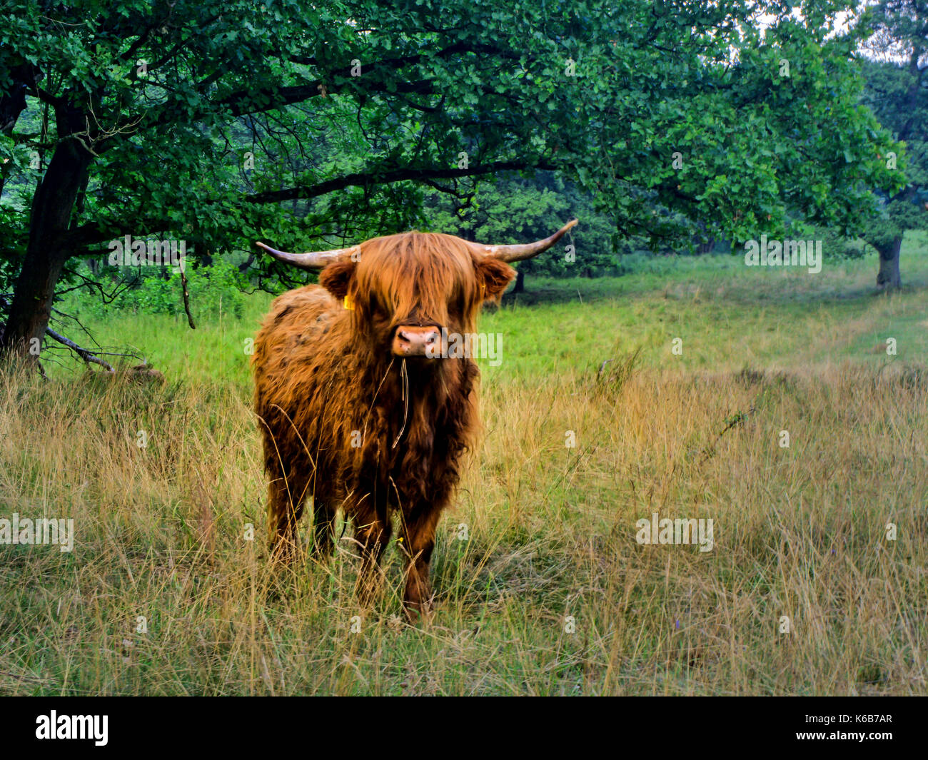 Cattle kyloe hi-res stock photography and images - Alamy