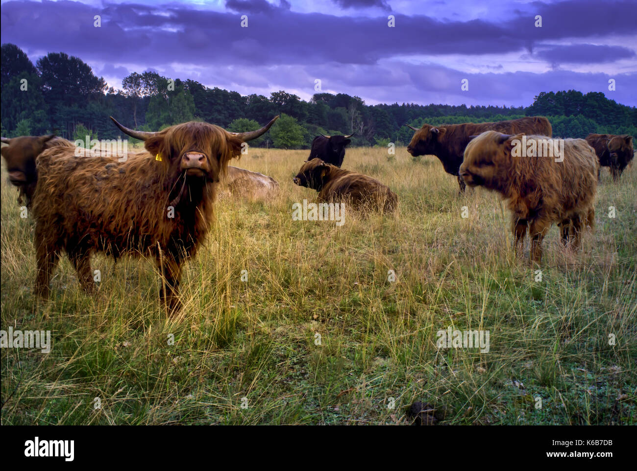 Cattle kyloe hi-res stock photography and images - Alamy