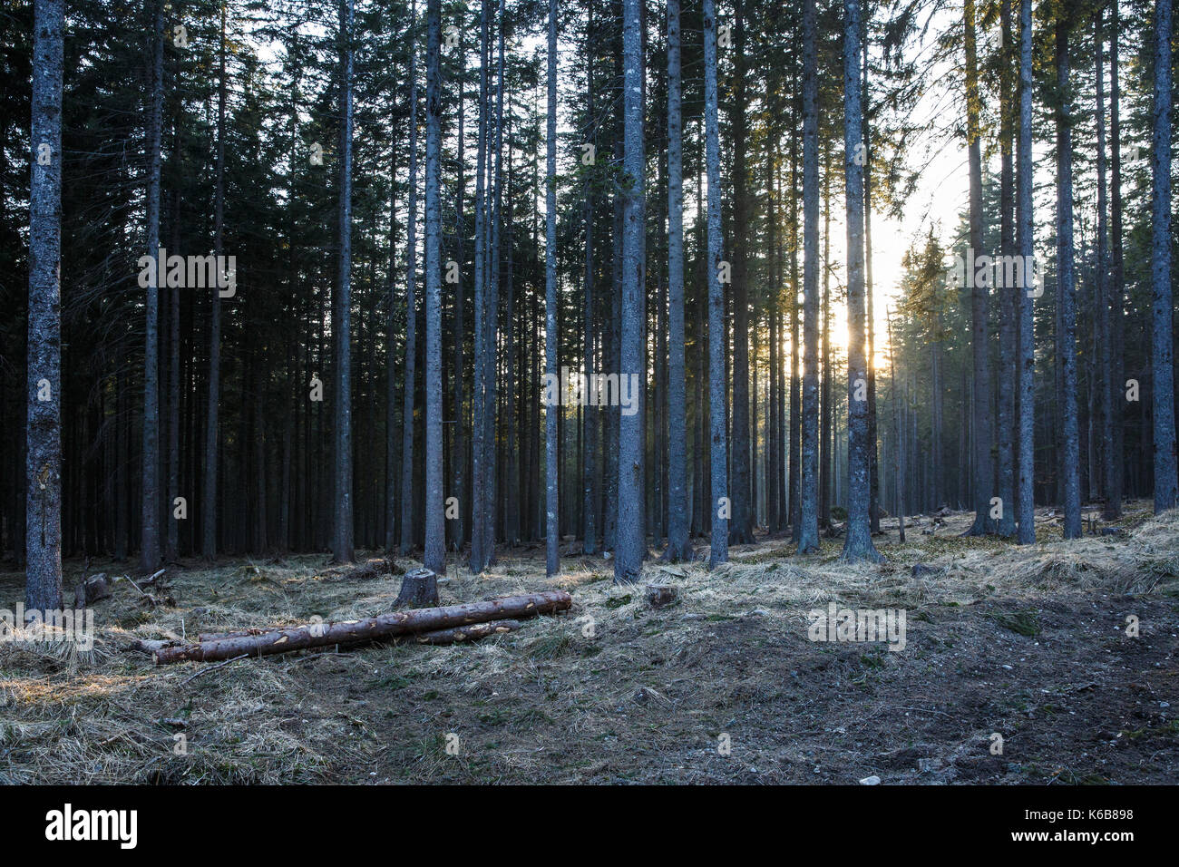 Sustain forest hi-res stock photography and images - Alamy