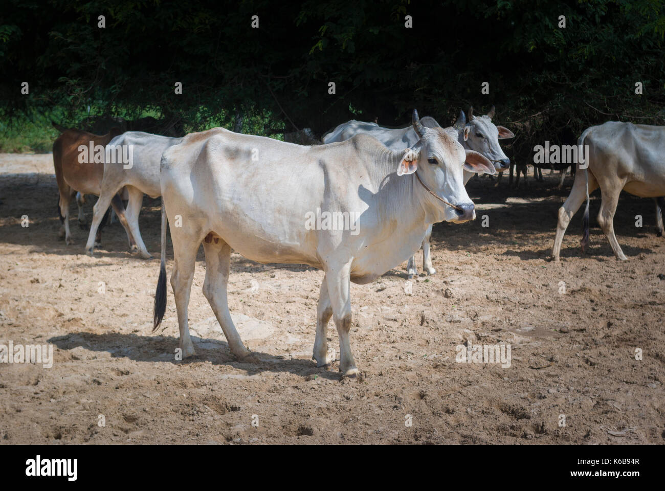 Myanmar Cows High Resolution Stock Photography and Images - Alamy
