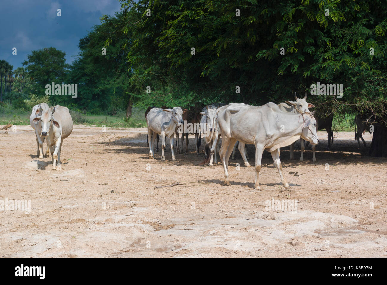 Cows roaming around Bagan, Myanmar, Burma, Asia Stock Photo - Alamy