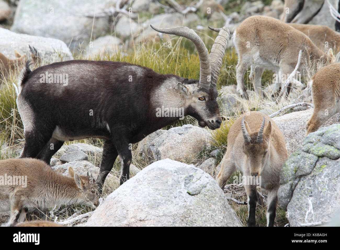 Southeastern spanish ibex hi-res stock photography and images - Alamy