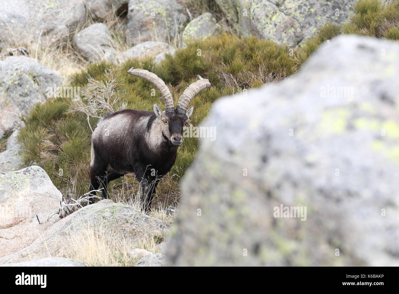 Southeastern spanish ibex hi-res stock photography and images - Alamy