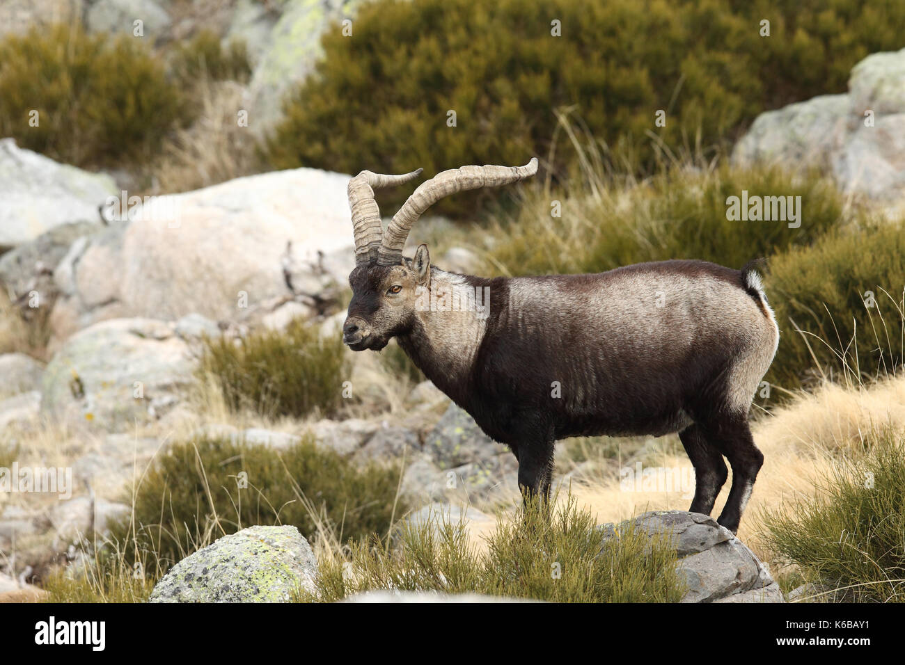Spanish ibex - mating season Stock Photo - Alamy