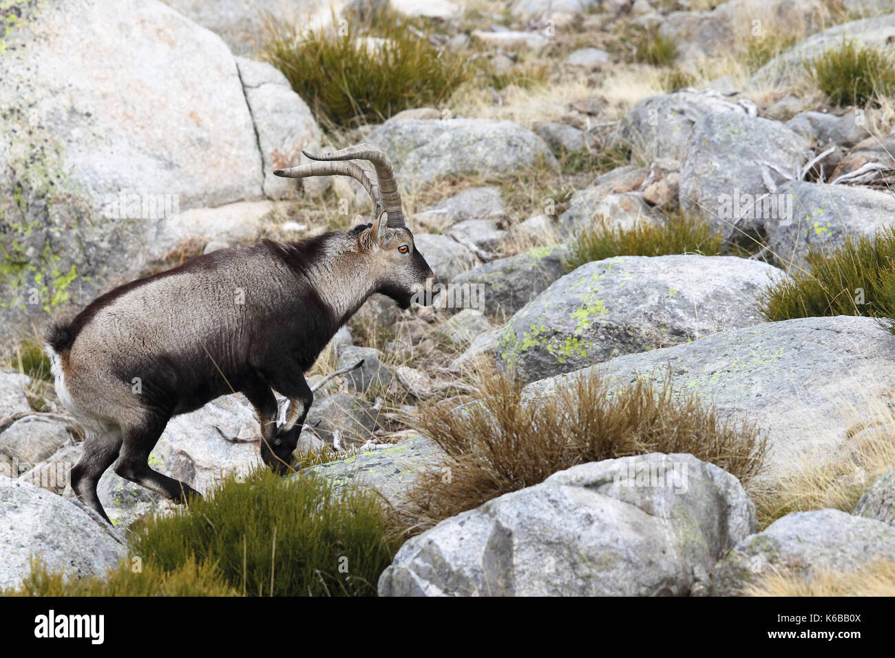Spanish ibex - mating season Stock Photo - Alamy