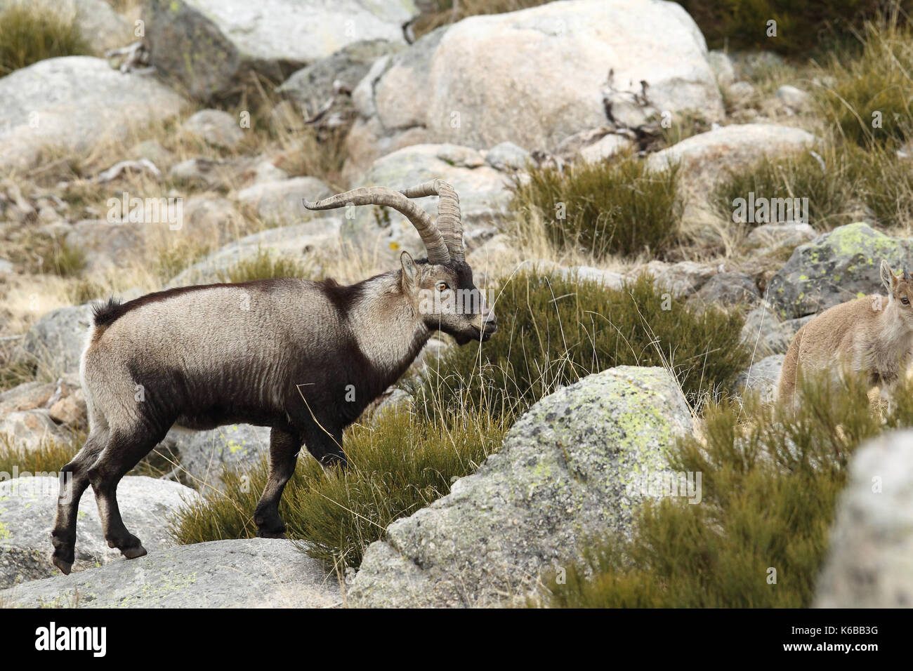Spanish ibex - mating season Stock Photo - Alamy