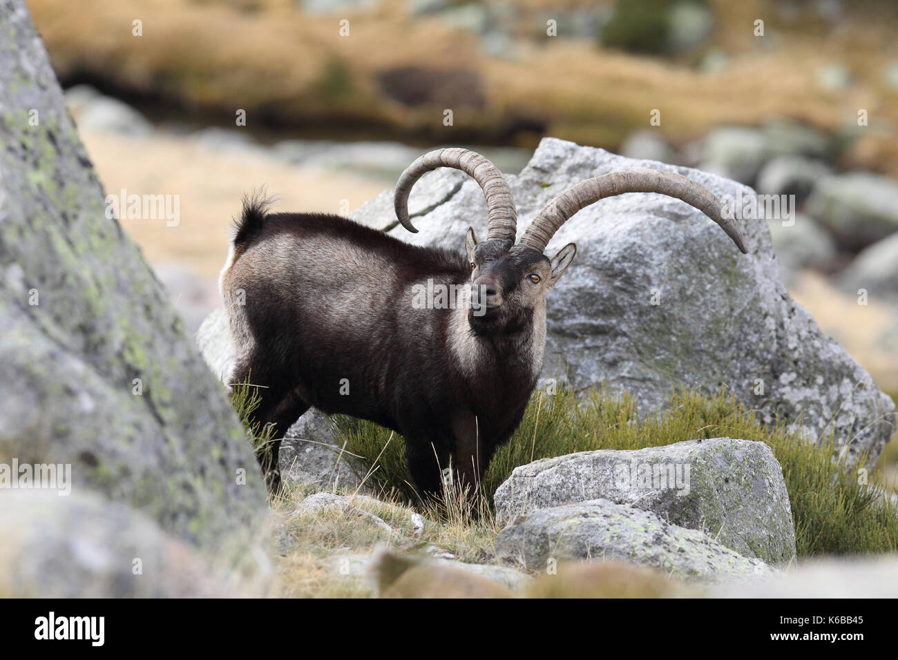 Spanish ibex - mating season Stock Photo - Alamy