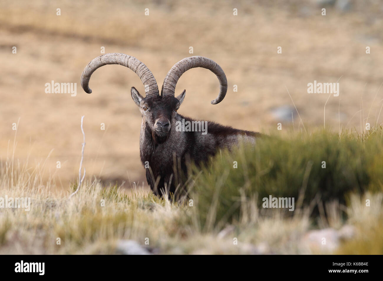 Southeastern spanish ibex hi-res stock photography and images - Alamy