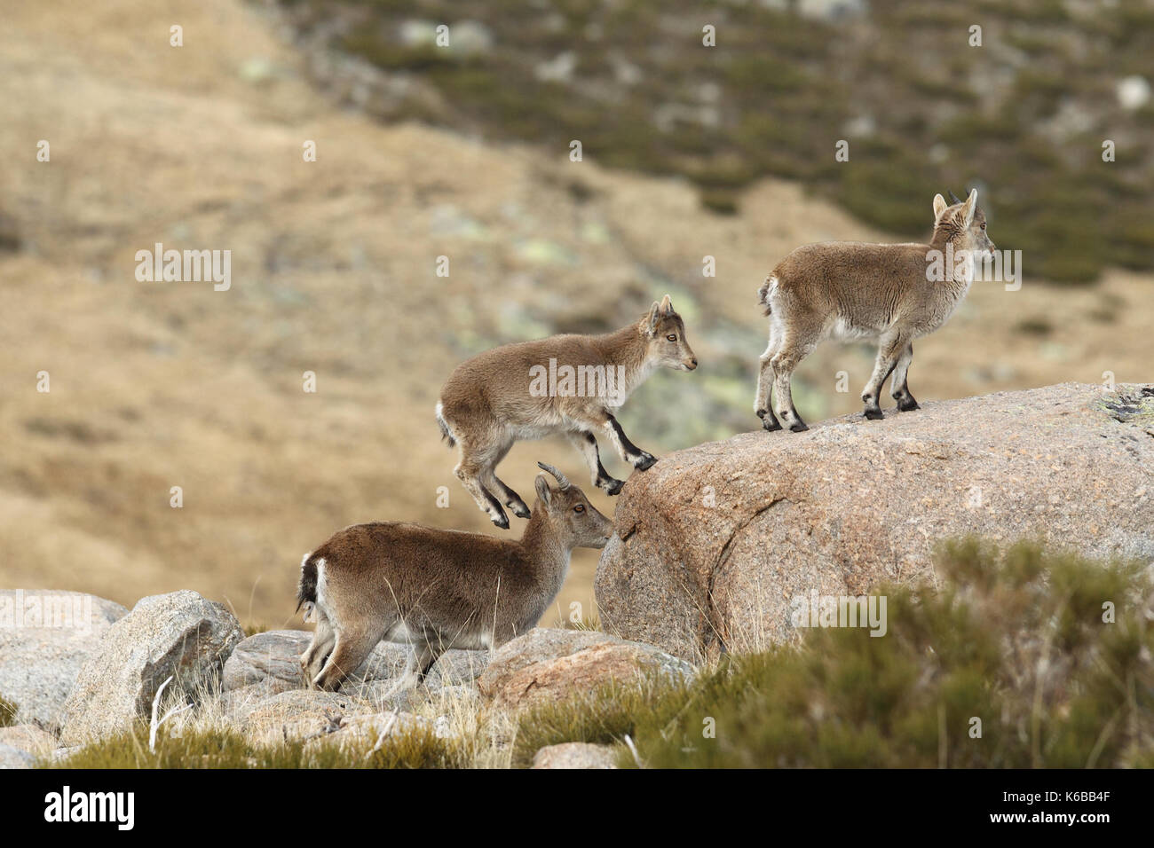 Spanish ibex - mating season Stock Photo - Alamy