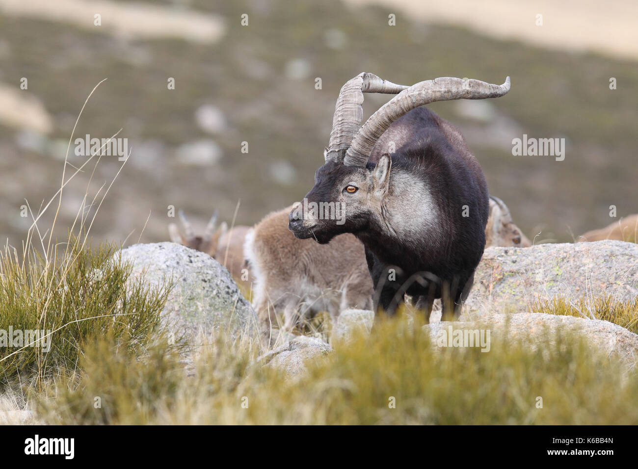 Spanish ibex - mating season Stock Photo - Alamy