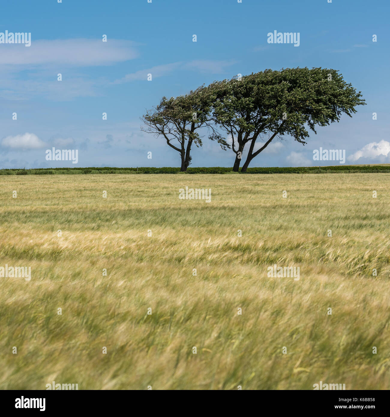 Tree in a green grass field Stock Photo - Alamy