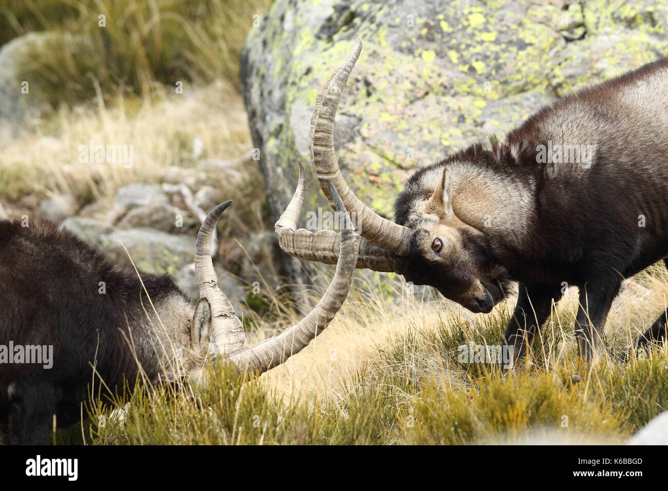 Spanish ibex - mating season Stock Photo - Alamy