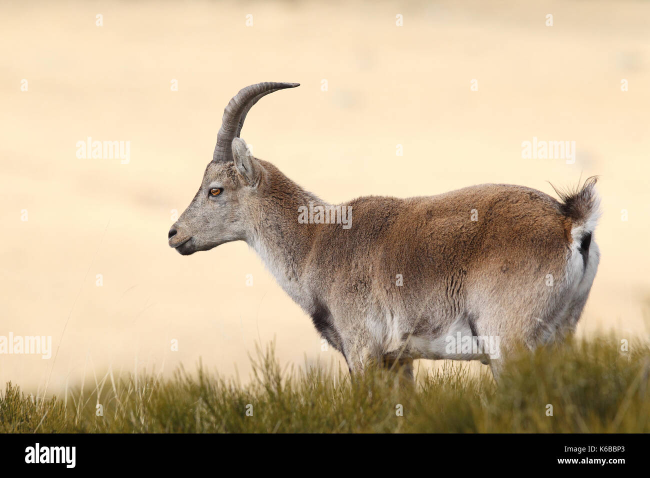 Southeastern spanish ibex hi-res stock photography and images - Alamy