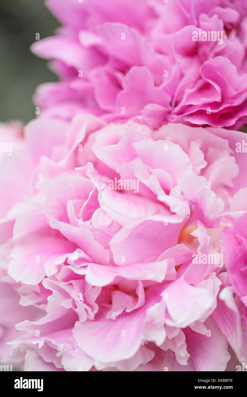 beautiful pink peony flower background Stock Photo - Alamy
