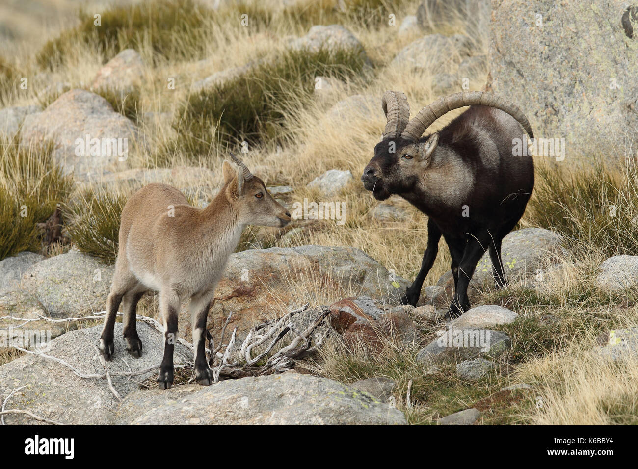 Spanish ibex - mating season Stock Photo - Alamy