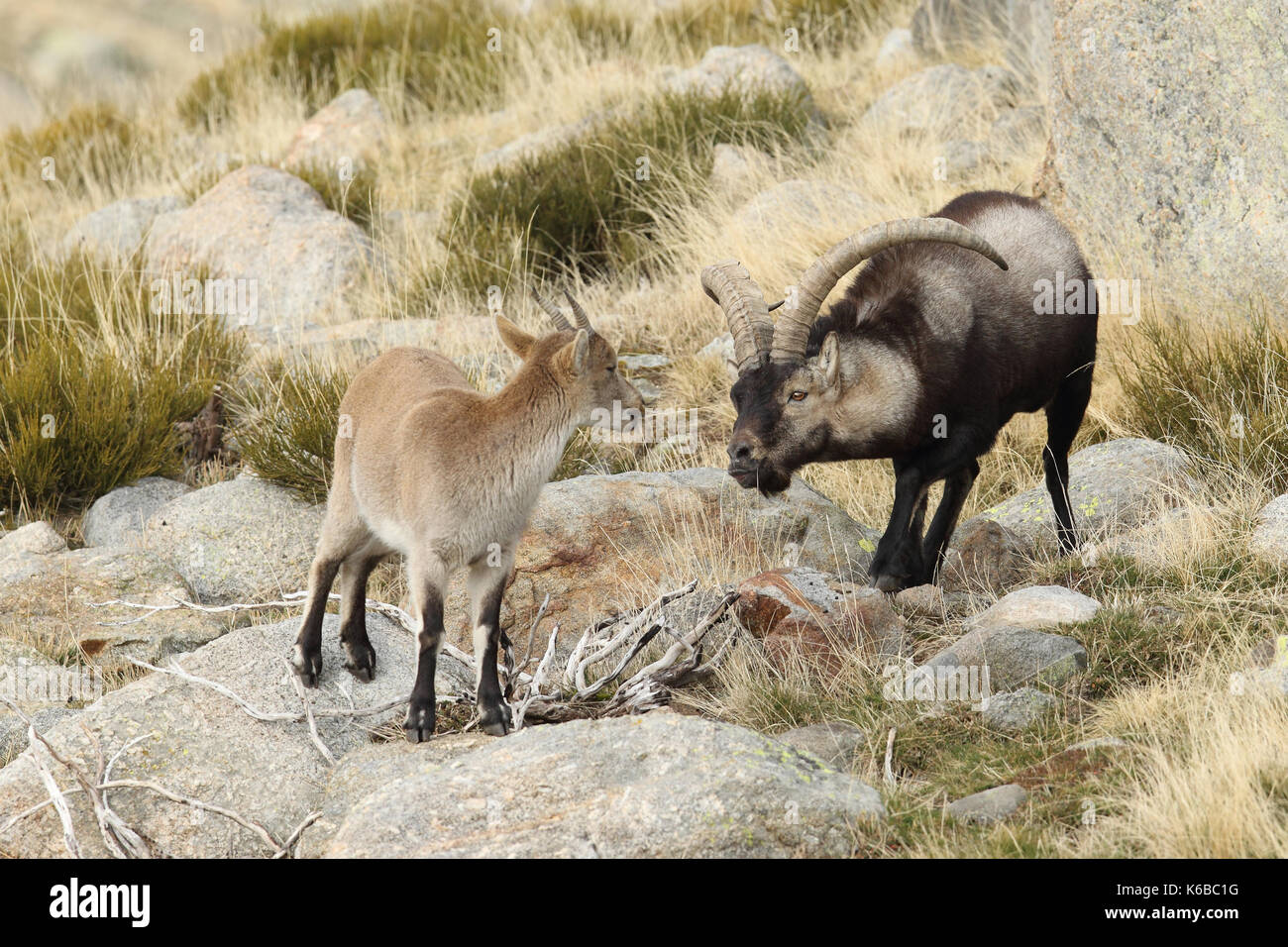 Southeastern spanish ibex hi-res stock photography and images - Alamy