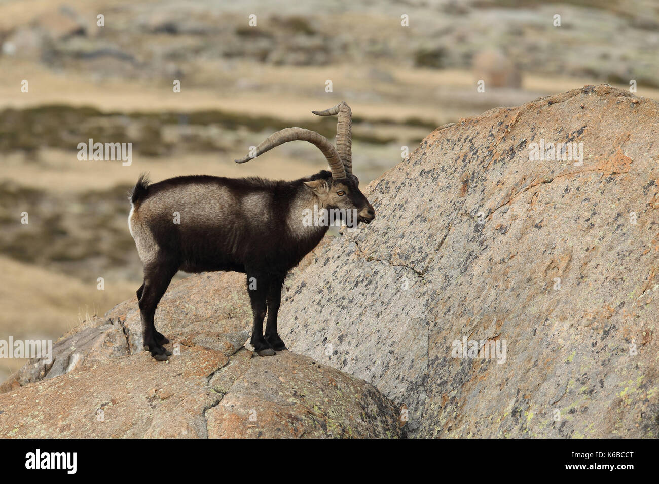 Spanish ibex - mating season Stock Photo - Alamy
