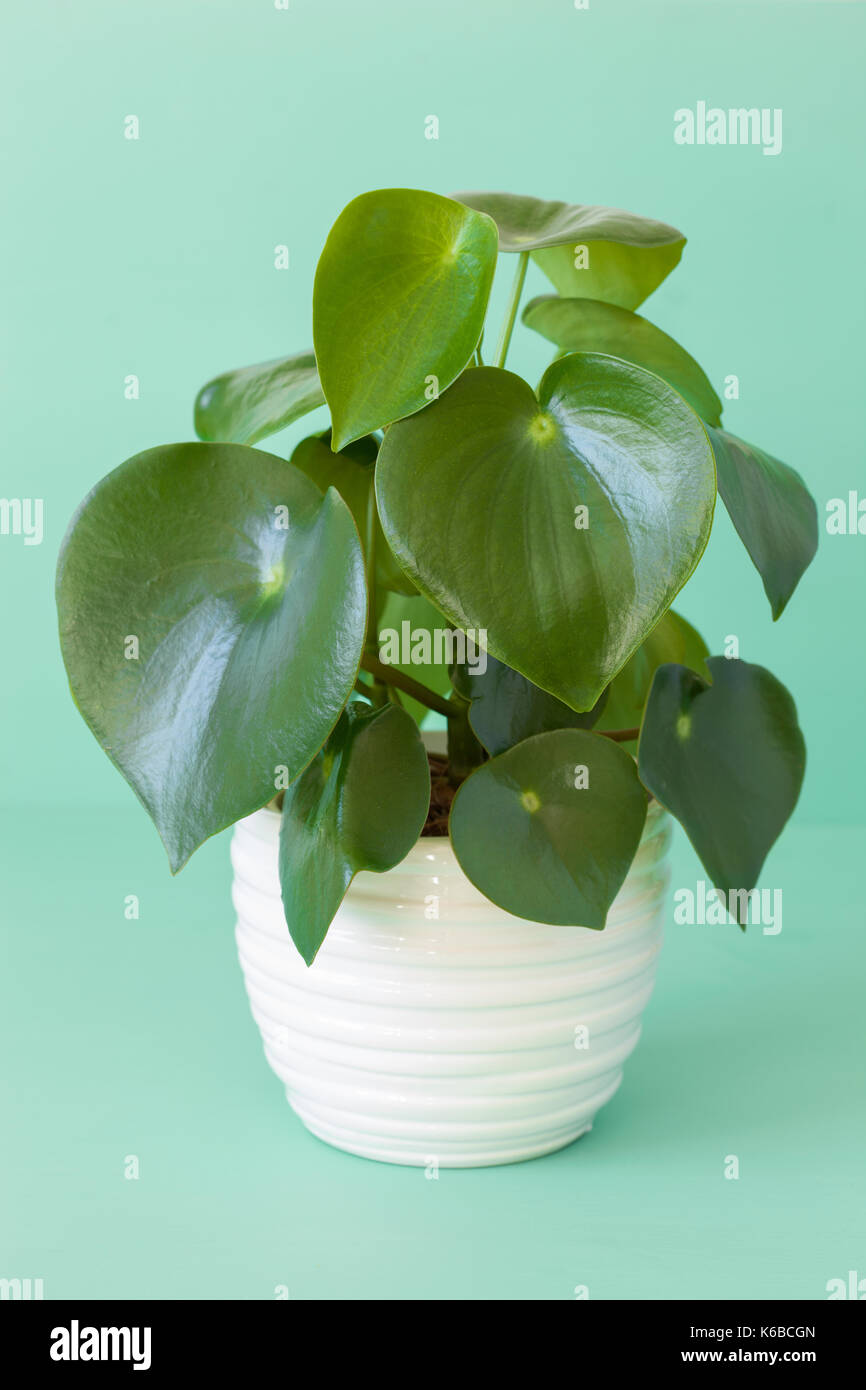 Peperomia flower hi-res stock photography and images - Alamy