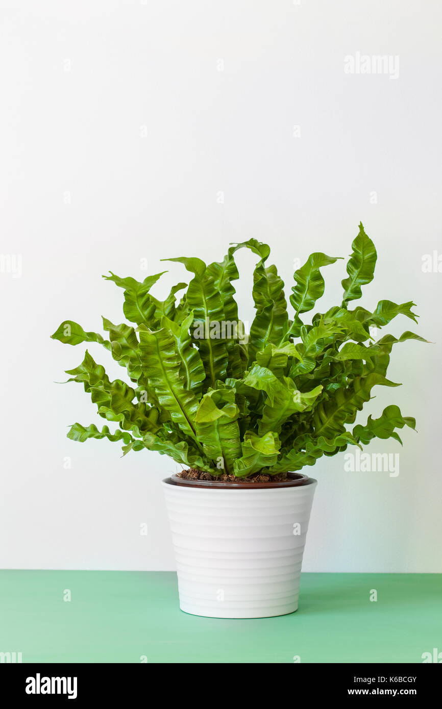 houseplant Asplenium nidus in white pot Stock Photo - Alamy