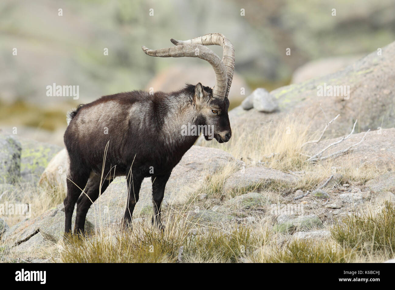 Spanish ibex - mating season Stock Photo - Alamy