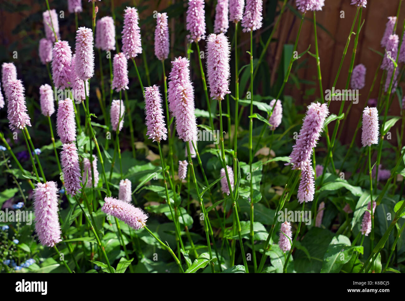 Polygonum flowers hi-res stock photography and images - Alamy