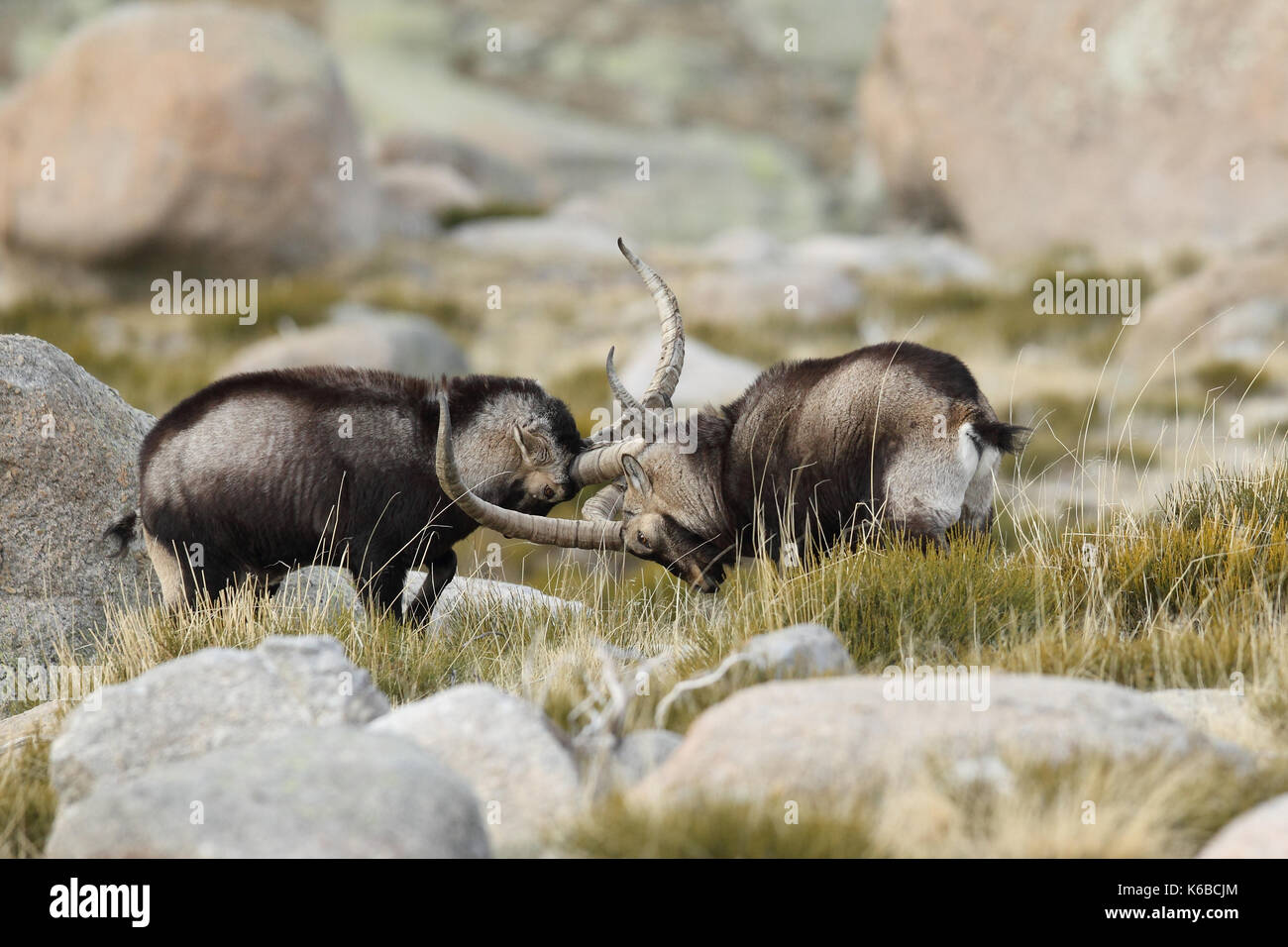 Southeastern spanish ibex hi-res stock photography and images - Alamy
