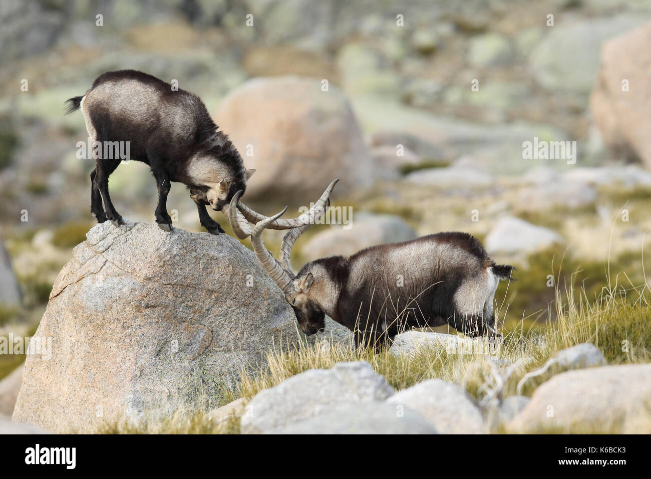 Southeastern spanish ibex hi-res stock photography and images - Alamy